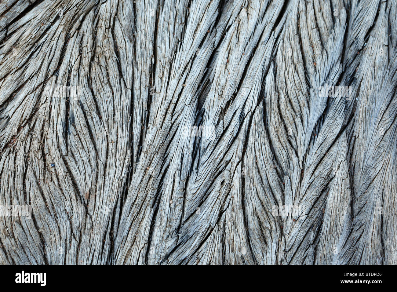 African bark hi-res stock photography and images - Alamy