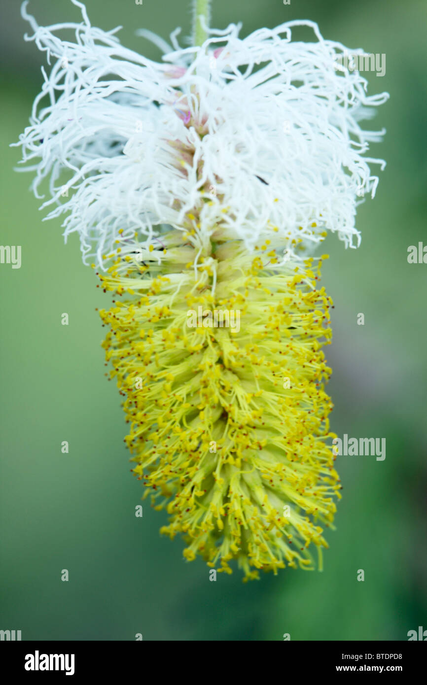 A sickle bush (Dichrostachys cinerea) flower Stock Photo - Alamy