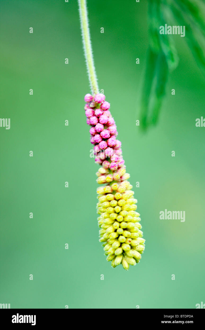 A sickle bush (Dichrostachys cinerea) flower prior to opening Stock ...