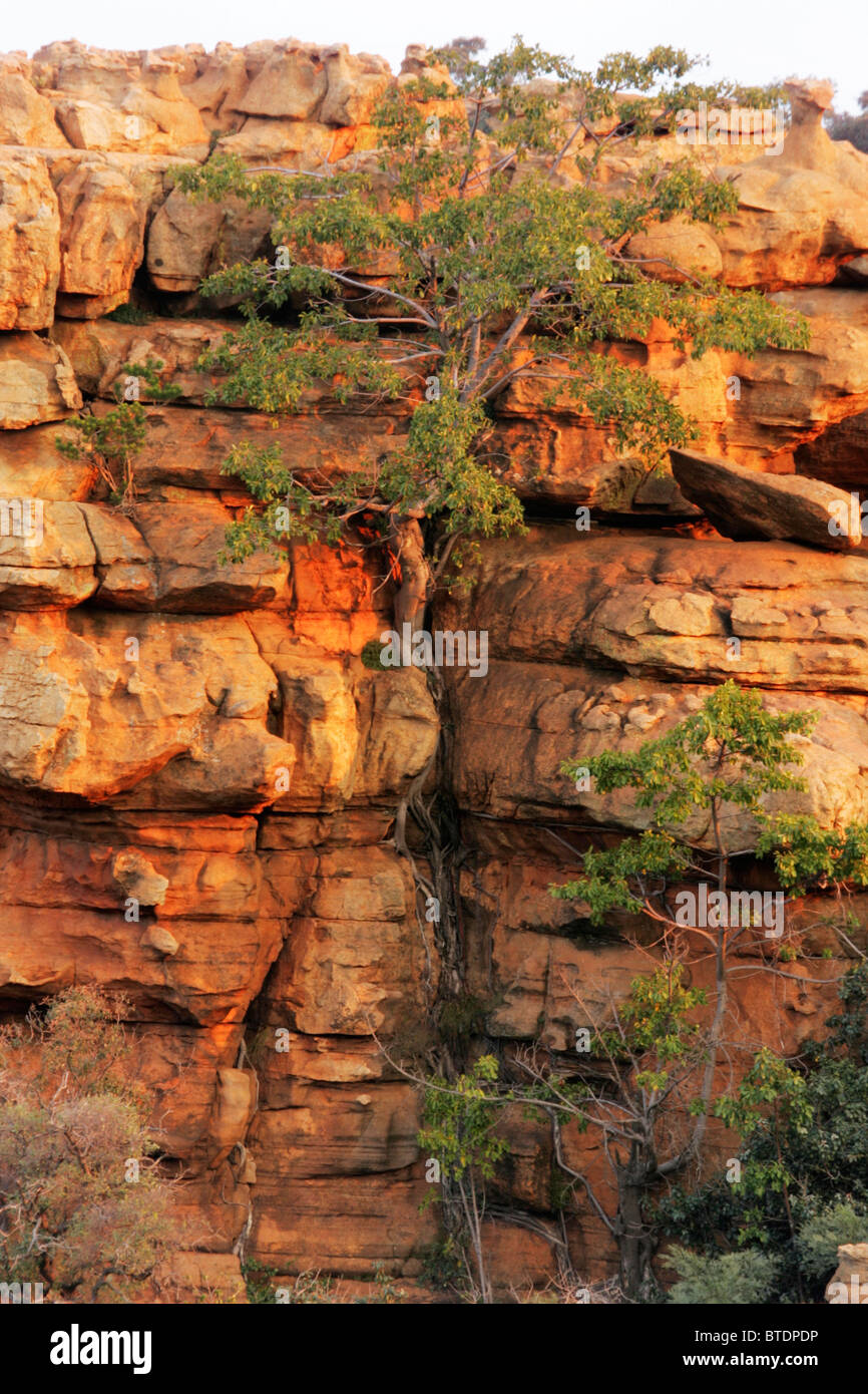 Tree growing on a cliff face hi-res stock photography and images - Alamy