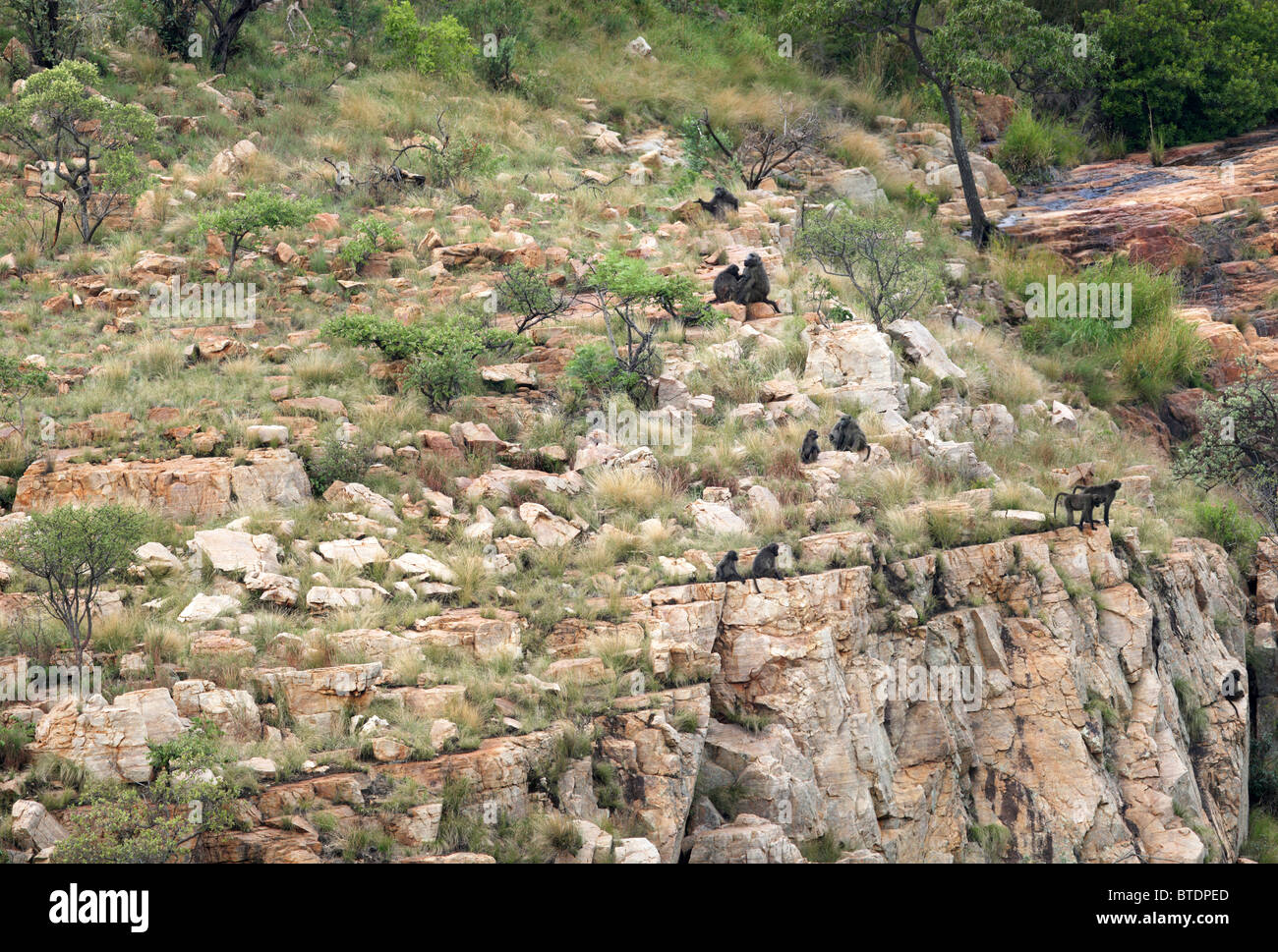 Troop Of Baboons High Resolution Stock Photography and Images - Alamy