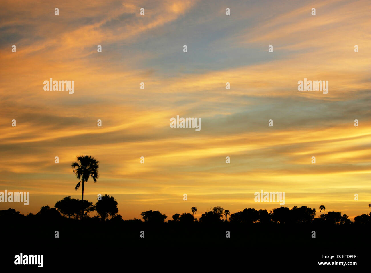 A golden streaky sky at sunset with a row of trees in the foreground ...