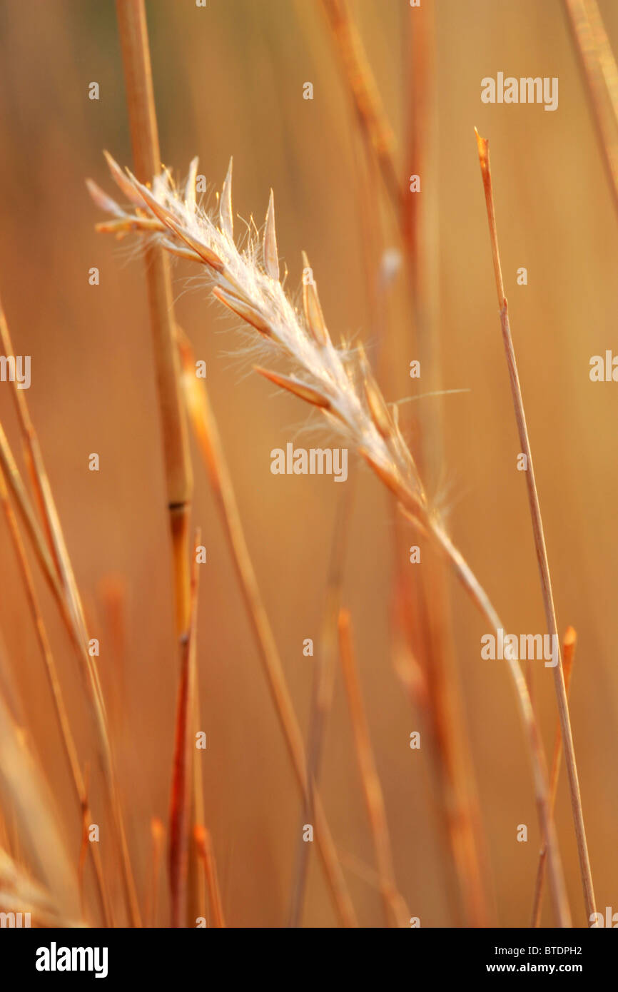 Feathery grass hi-res stock photography and images - Alamy