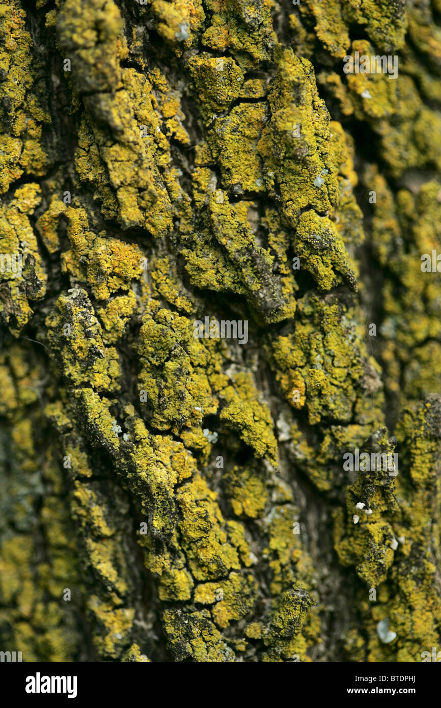 Tree bark covered in moss Stock Photo - Alamy