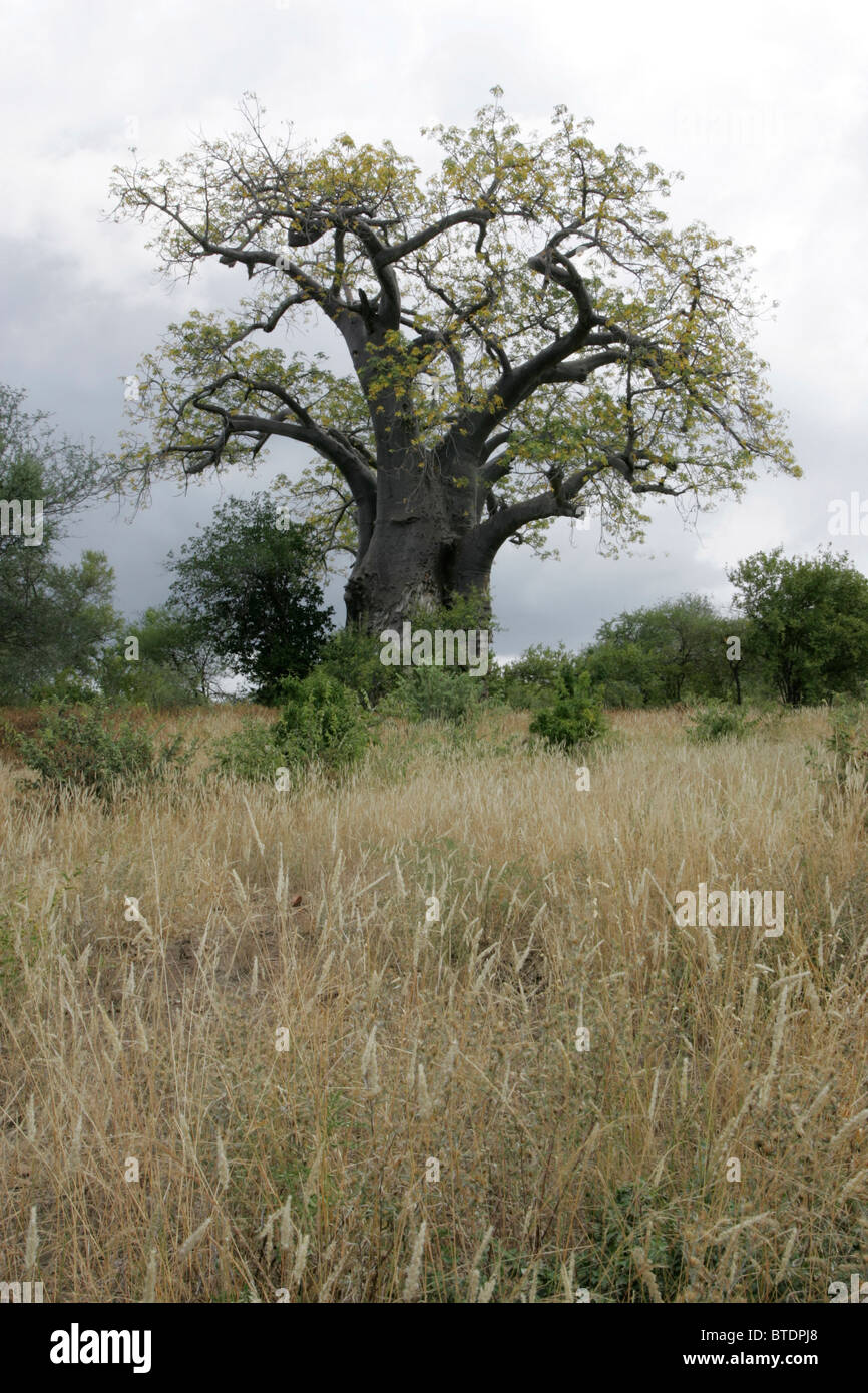 Baobab tree in the bushveld Stock Photo - Alamy