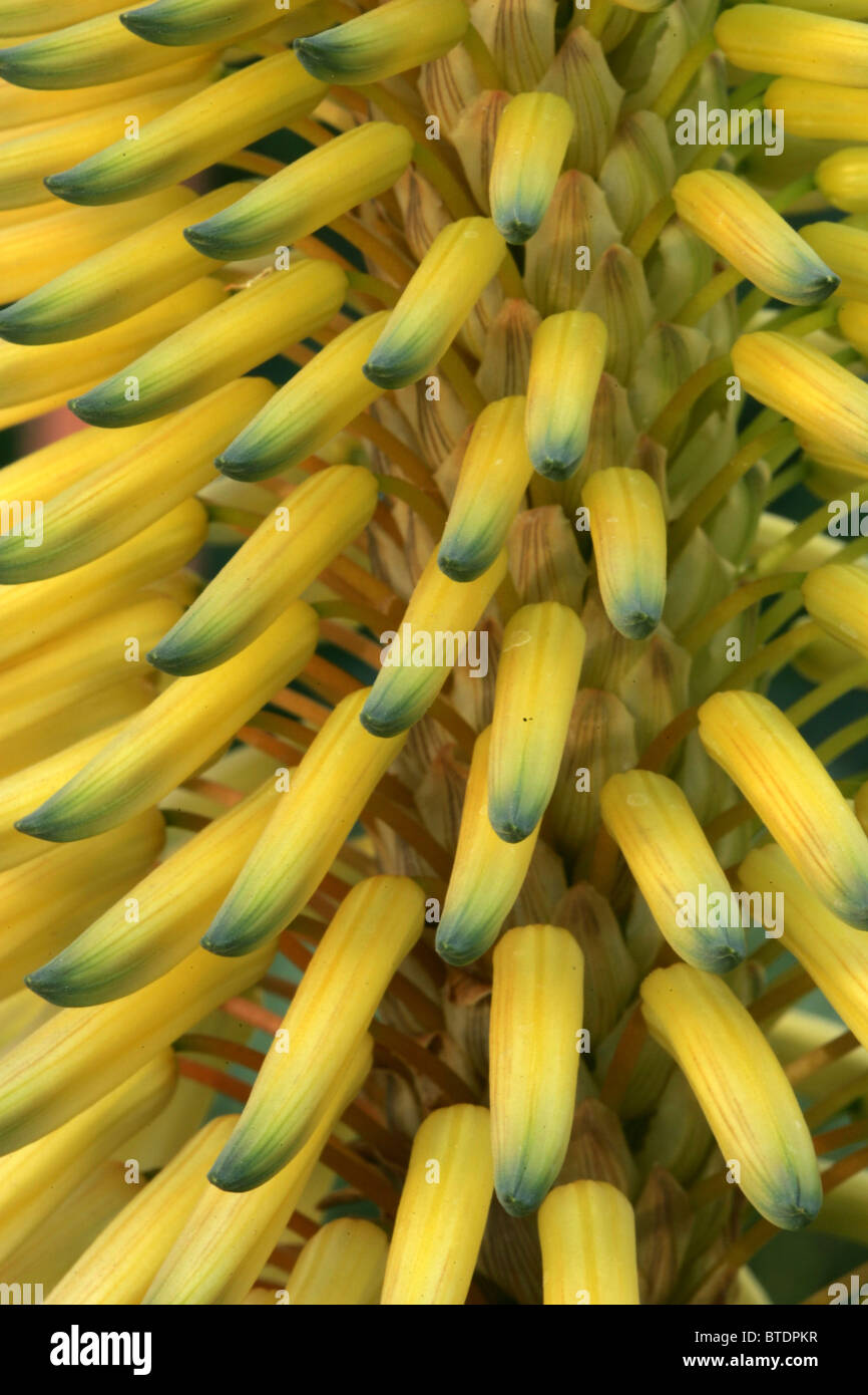 A close up of yellow Aloe flower Stock Photo - Alamy