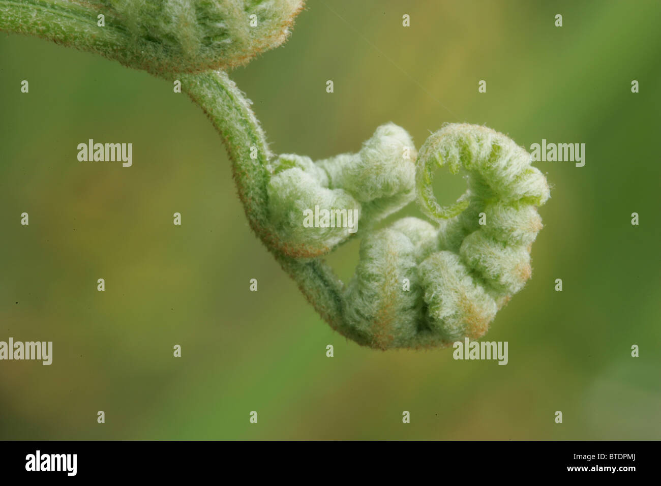 A close up of a curled up green fern frond Stock Photo - Alamy