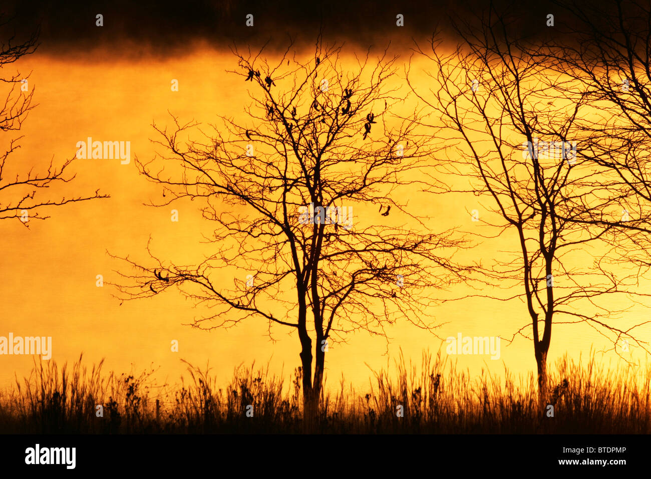 A bright golden sunset Stock Photo - Alamy