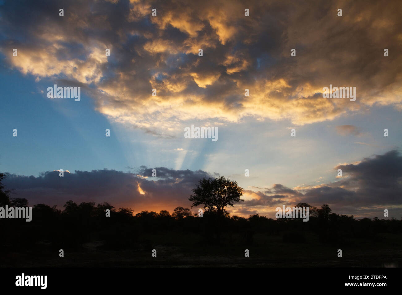 Sunset silhouette bushveld trees hi-res stock photography and images ...