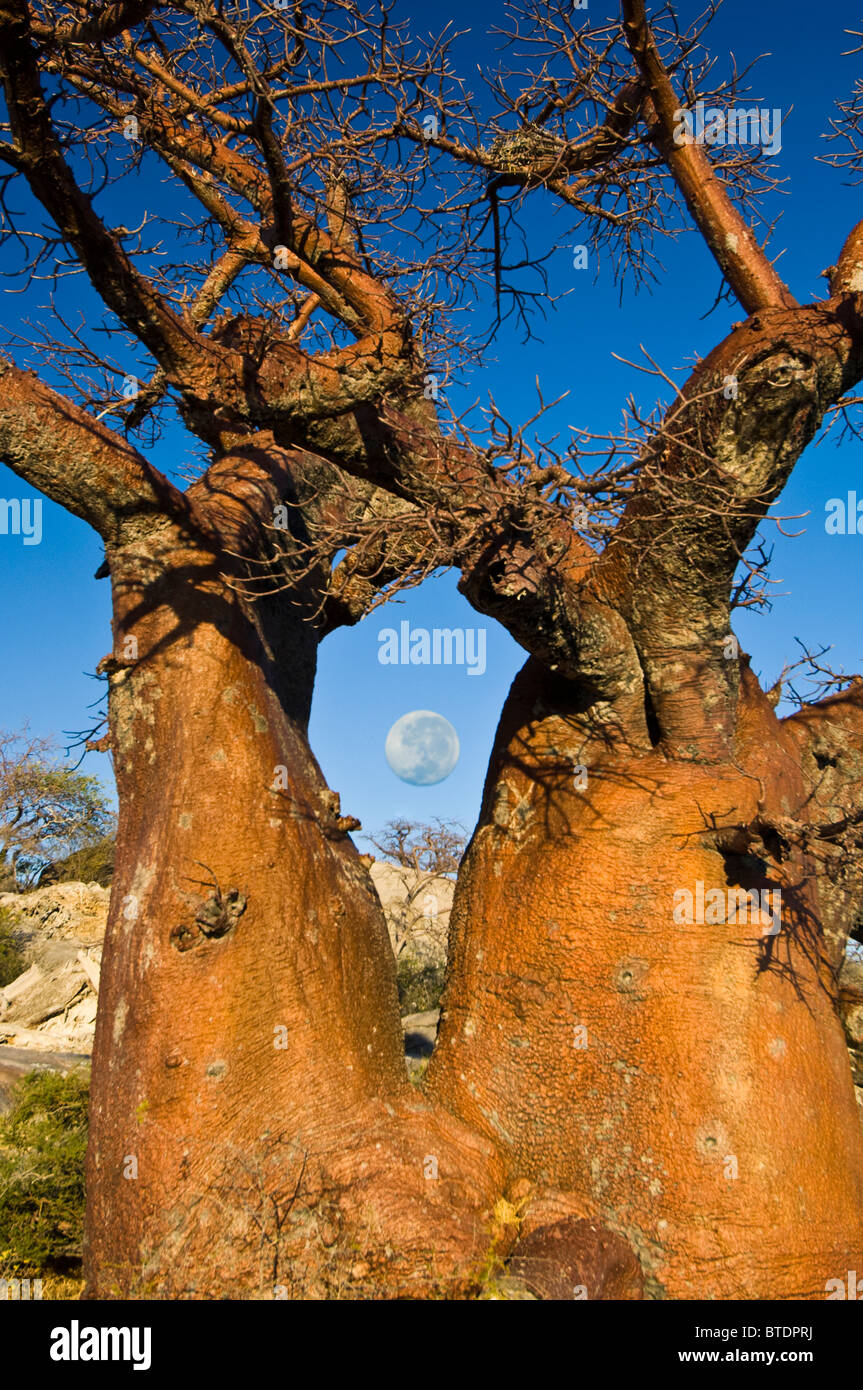 The bulbous trunk of a baobab tree (Adansonia digitata) frames the full ...