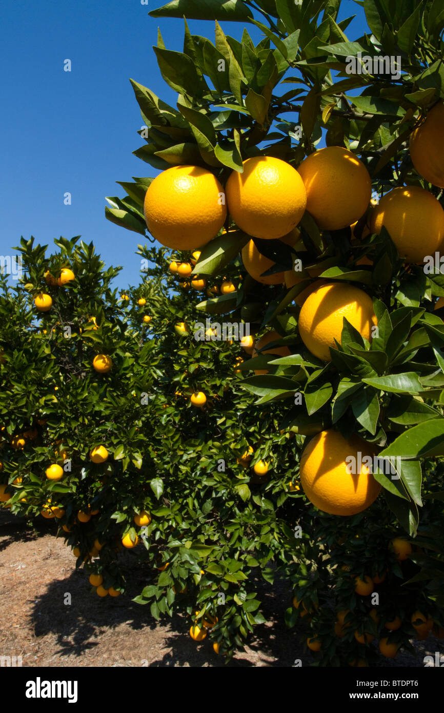 Clusters of oranges (Citrus sinensis) hanging from trees in an orchard ...