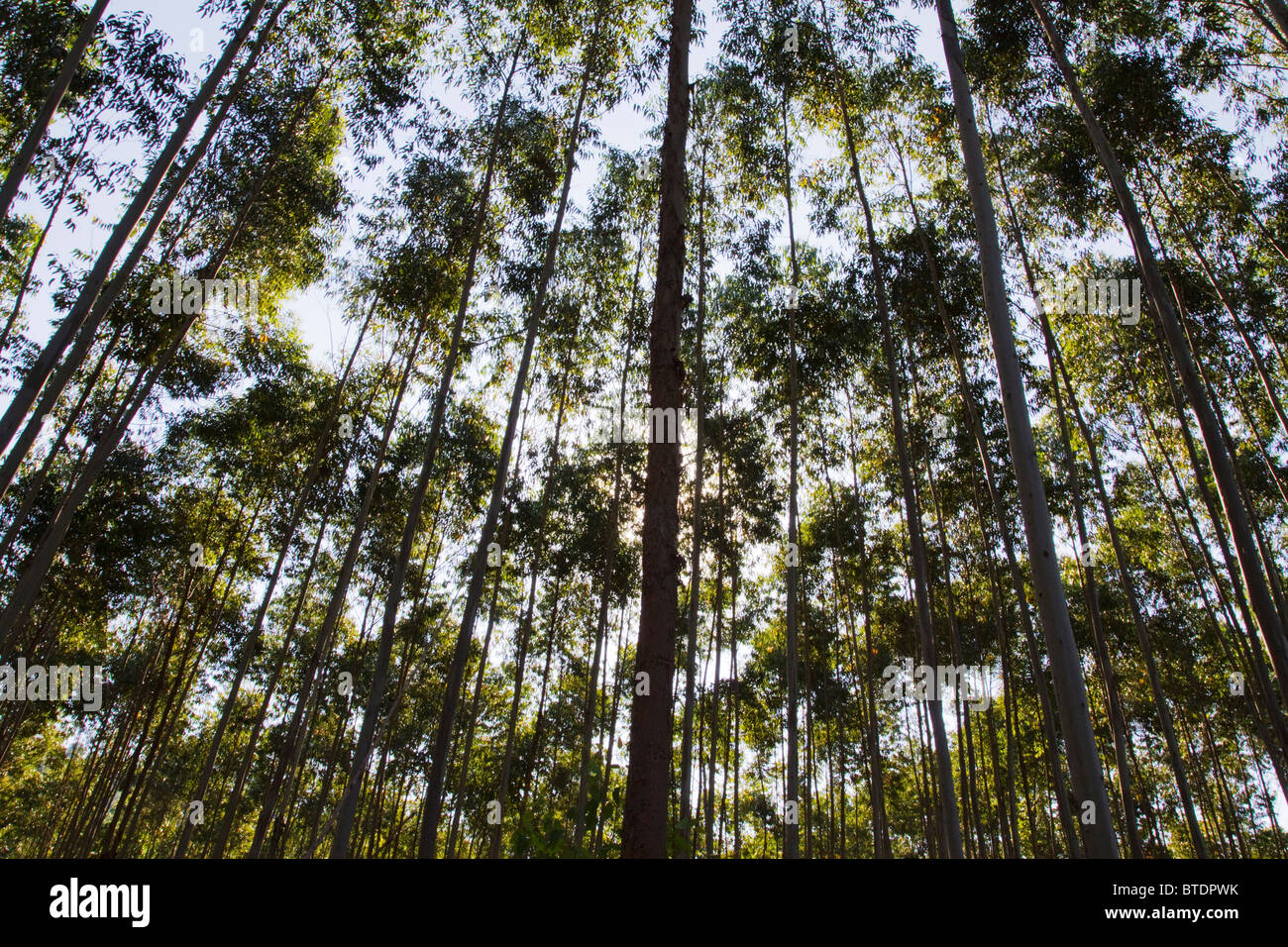 Sun filtering through the trees hi-res stock photography and images - Alamy
