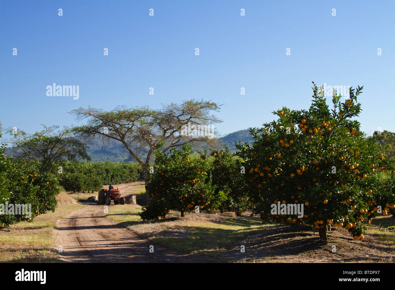 Scenic view of a Lowveld citrus orchard with a harvesting tractor in ...