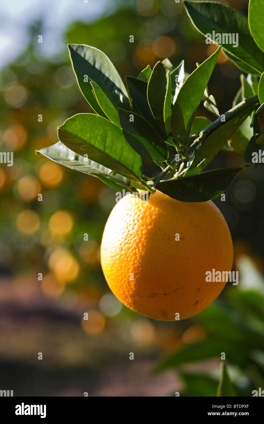 Single orange fruit hanging from hi-res stock photography and images ...