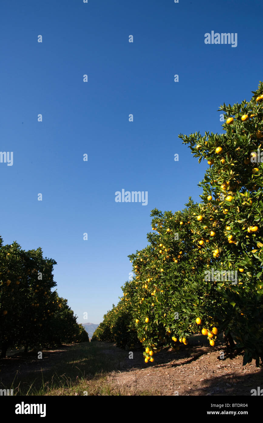 Orchard citrus hi-res stock photography and images - Alamy