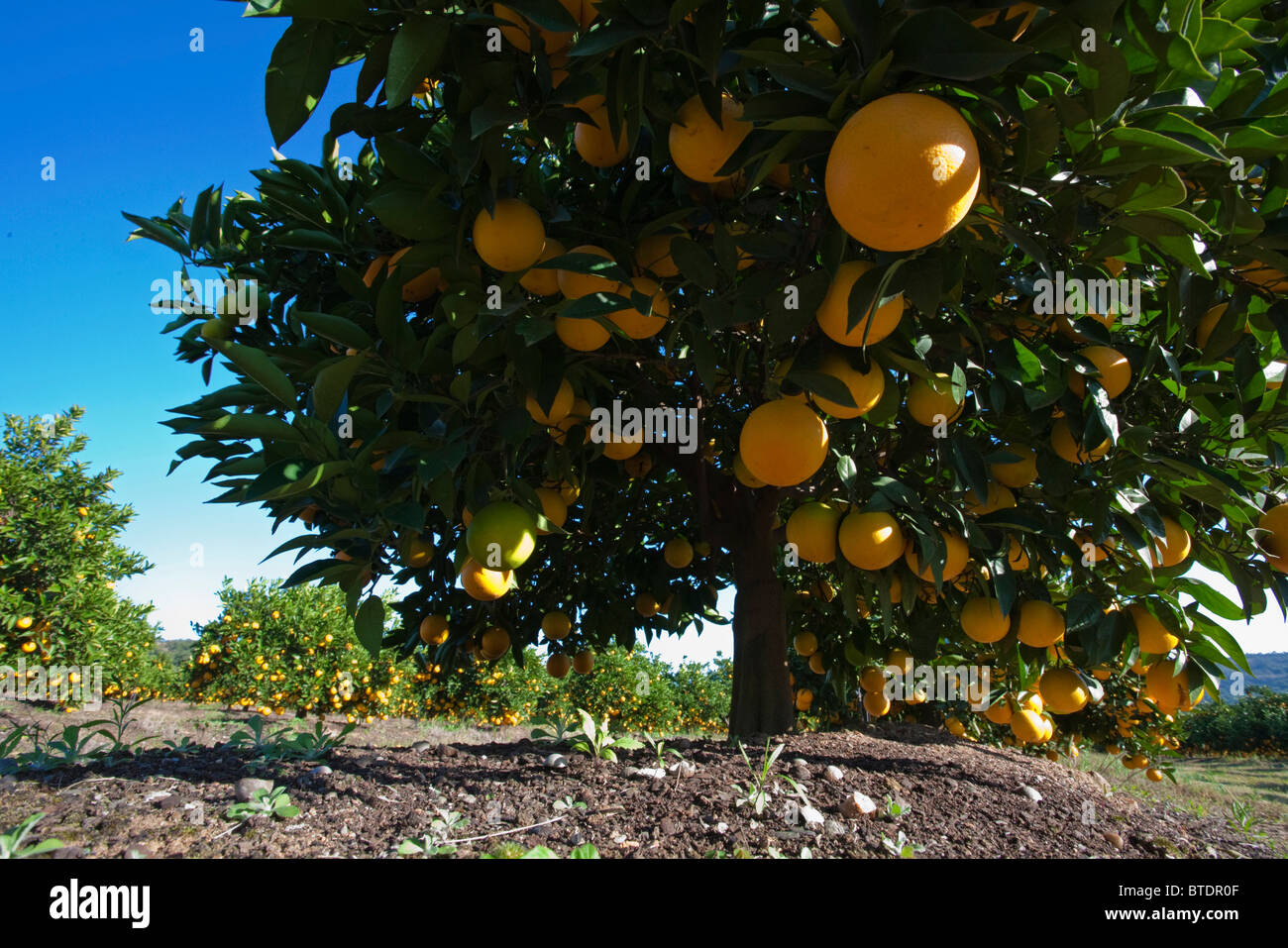 Tree laden with fruit hi-res stock photography and images - Alamy