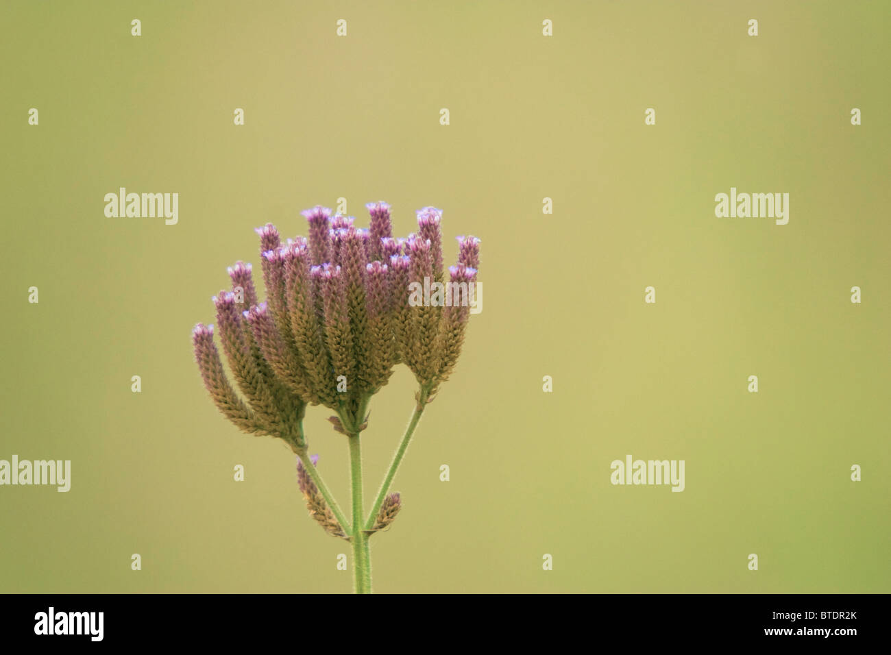 Veld flower in bloom Stock Photo - Alamy