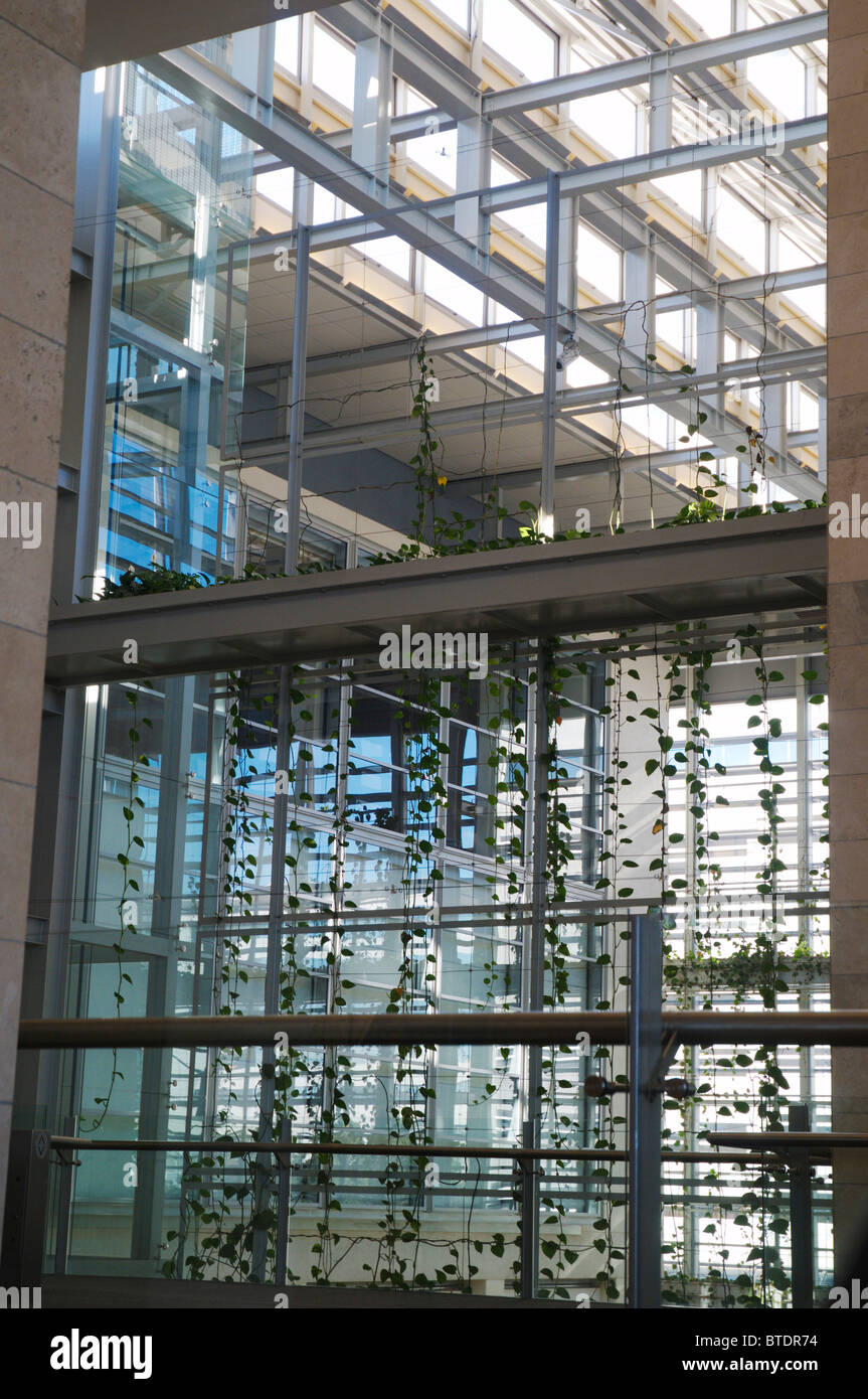 A creeper climbing along a glass panel in the Cape Town International ...