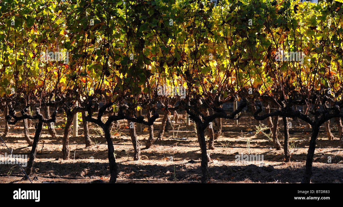 African vines hi-res stock photography and images - Alamy