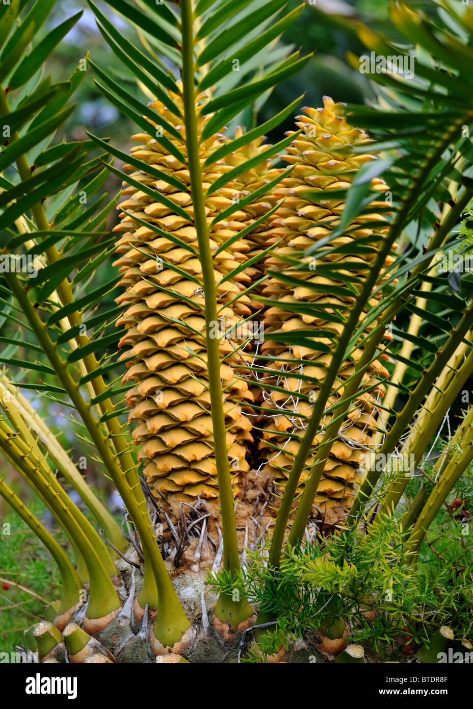 Cycad hi-res stock photography and images - Alamy