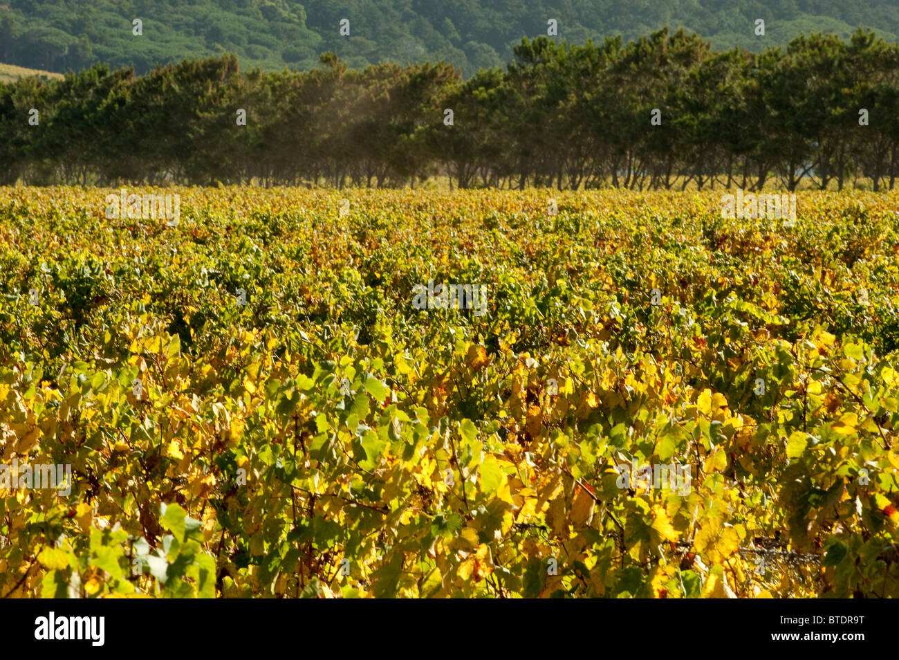 Vineyard with trees in the background Stock Photo - Alamy