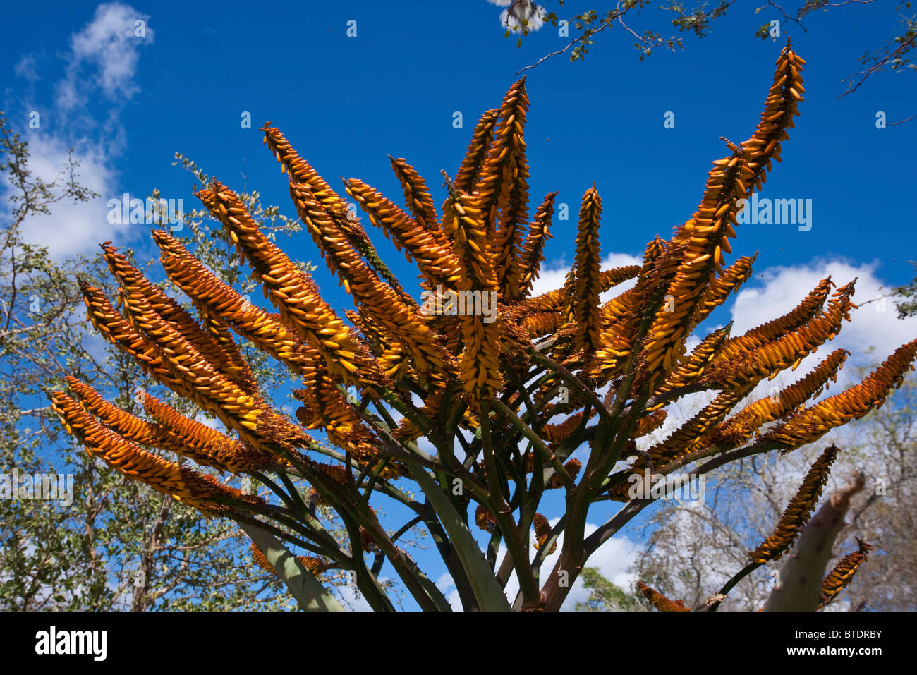 Aloe marlothii aloe hi-res stock photography and images - Alamy