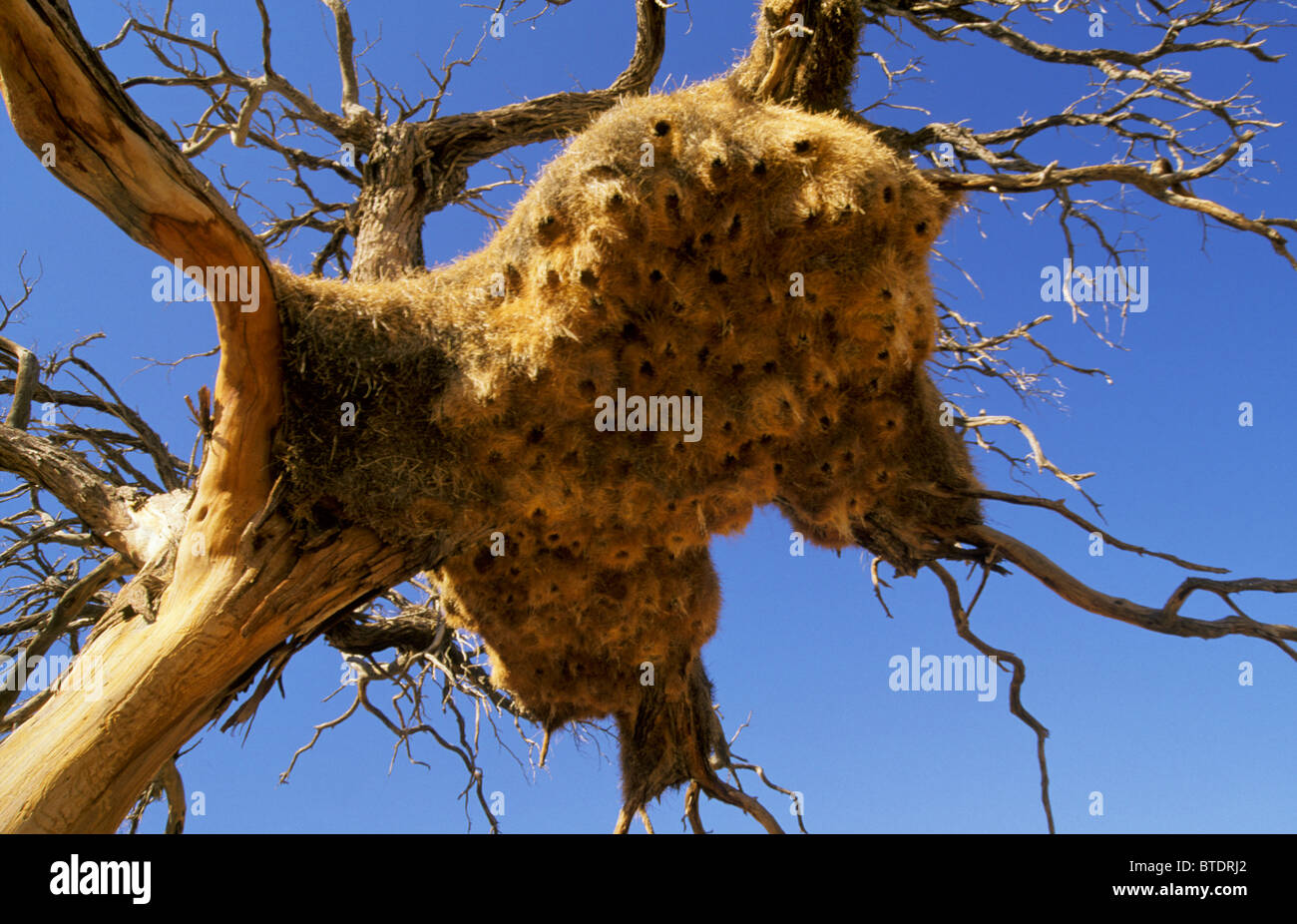 Sociable weaver's communal birds nest viewed from below showing ...