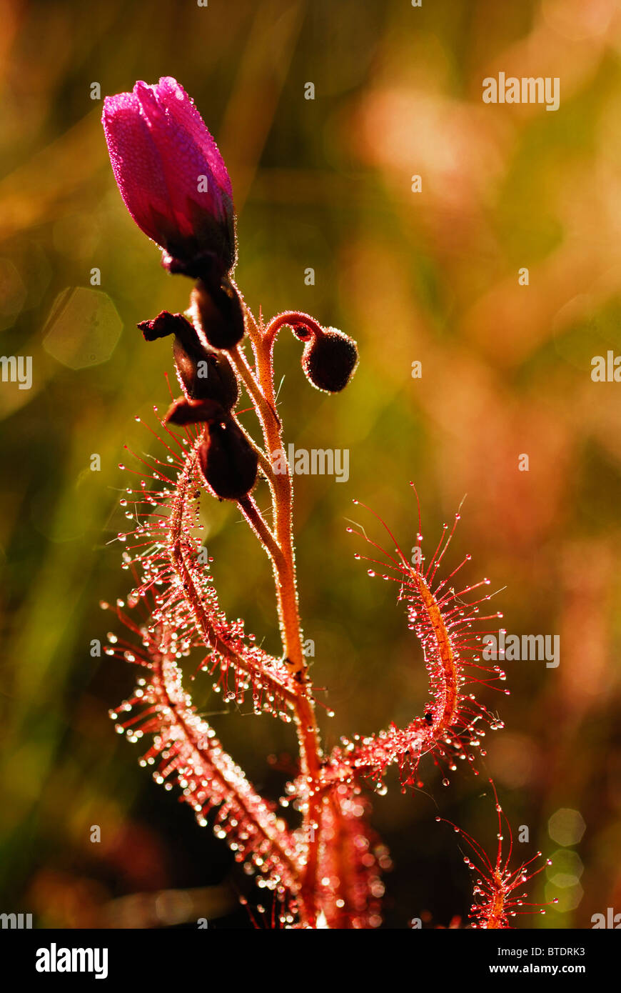 Sundew Plant Flower
