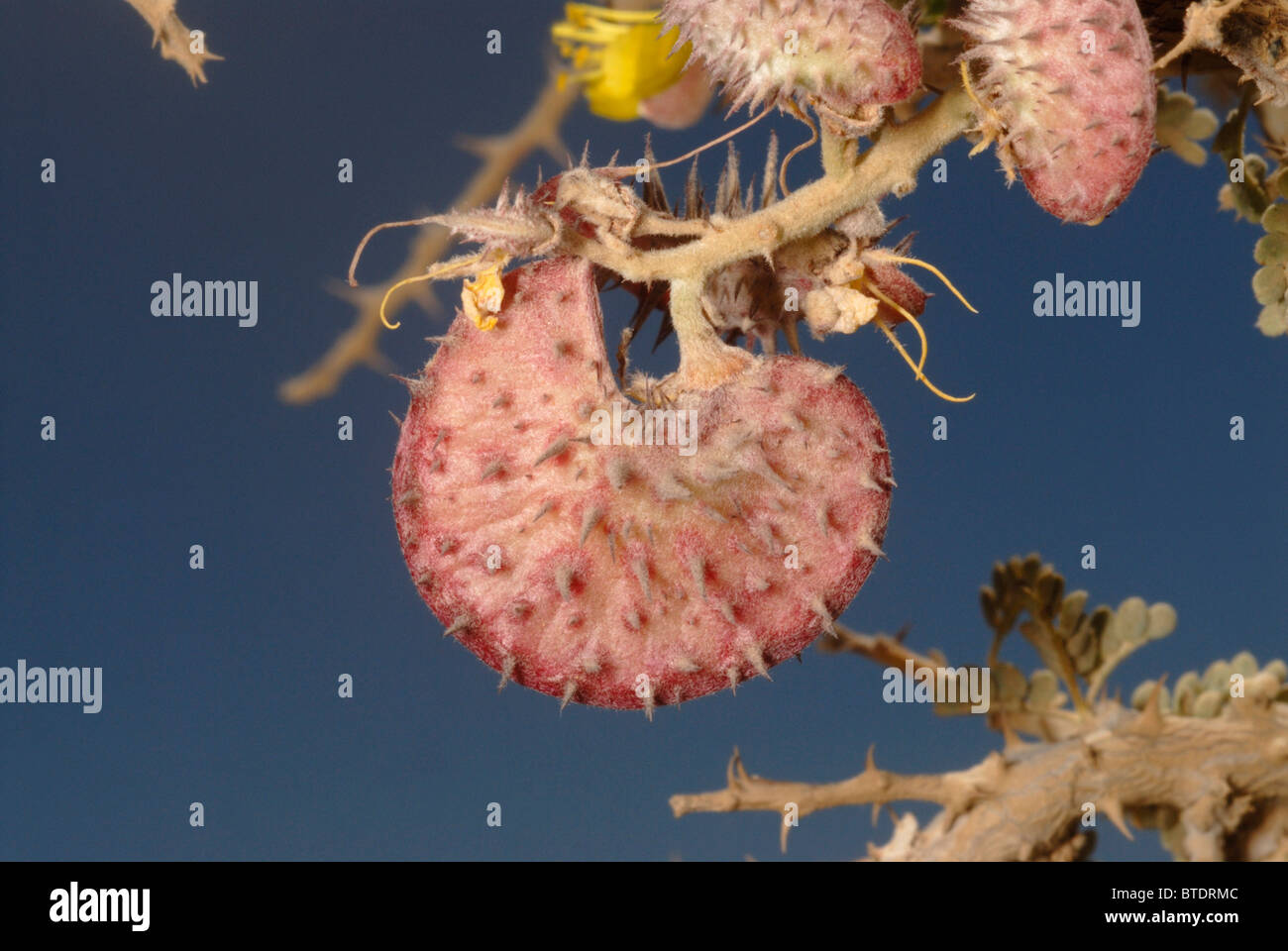 Spiky seed pod hi-res stock photography and images - Alamy