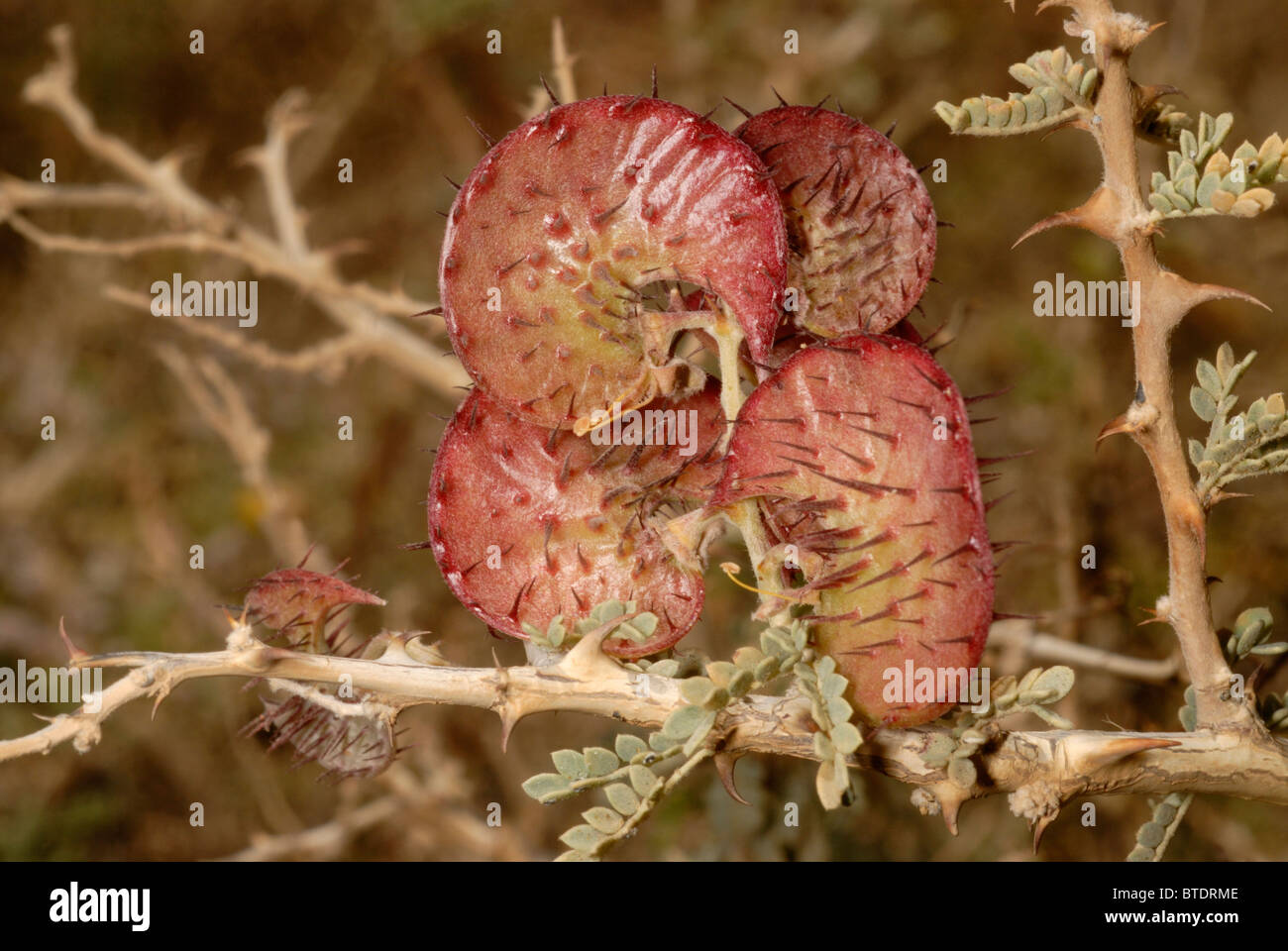 Seed pods hi-res stock photography and images - Alamy