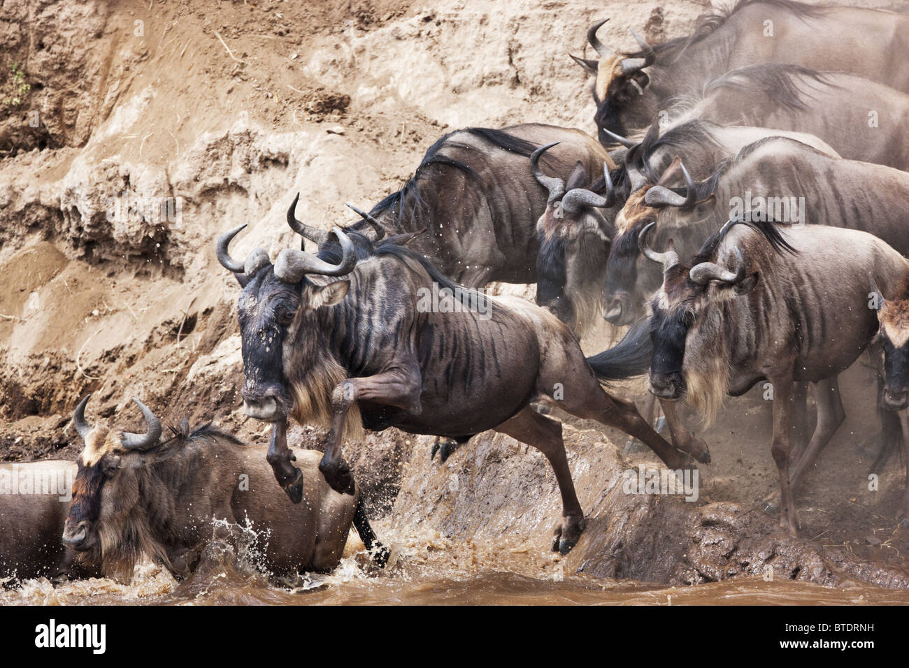 Wildebeest migration crossing the Mara River.Masai Mara National ...