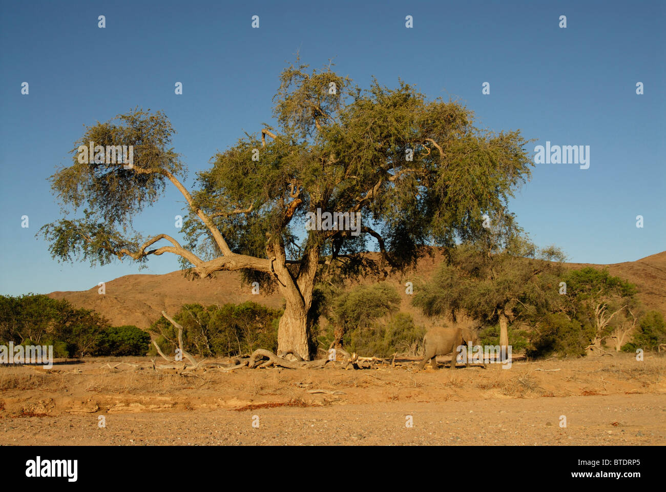 Ana tree (Feidherbia albida) and elephant Stock Photo - Alamy