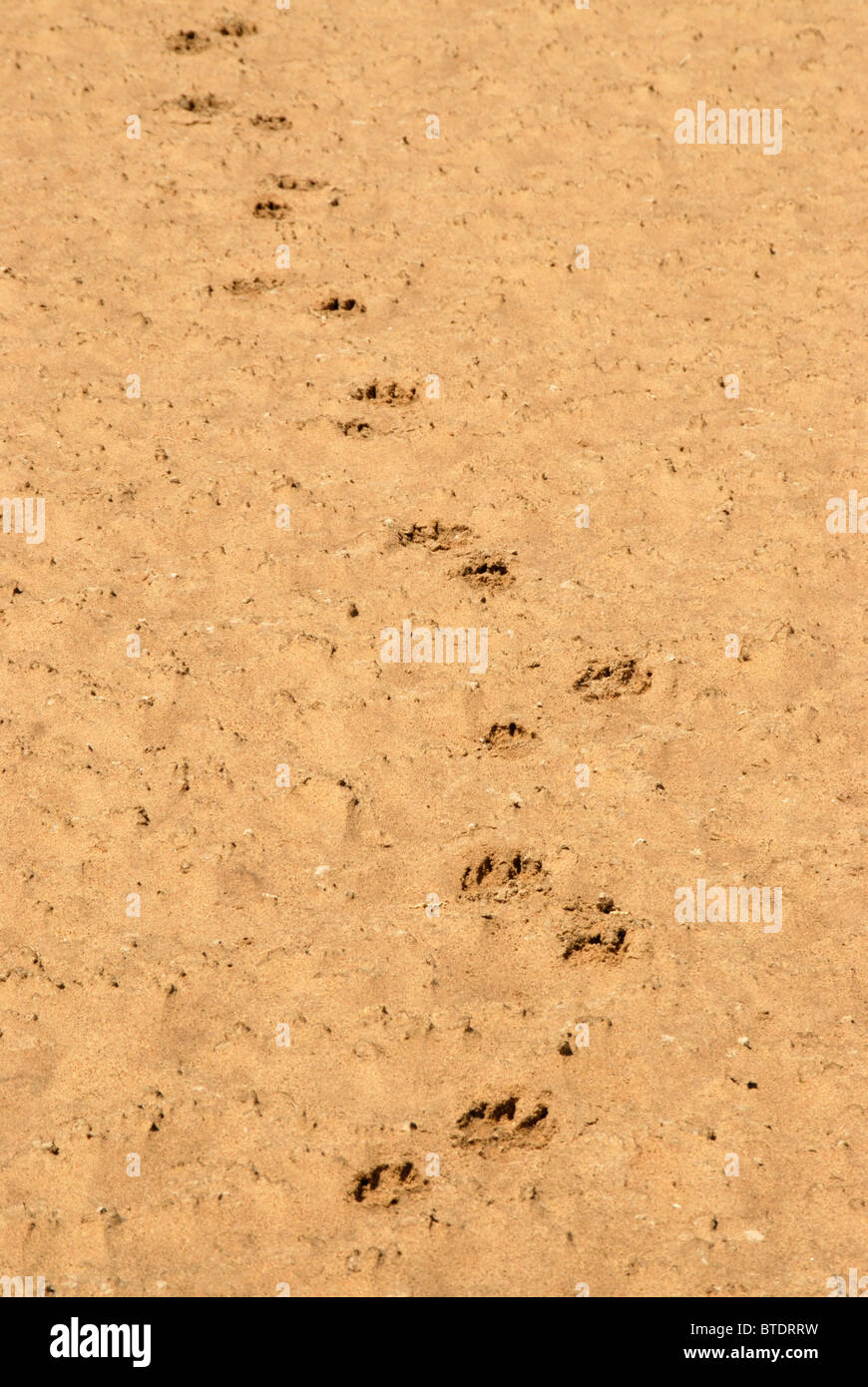 Animal tracks africa hi-res stock photography and images - Alamy