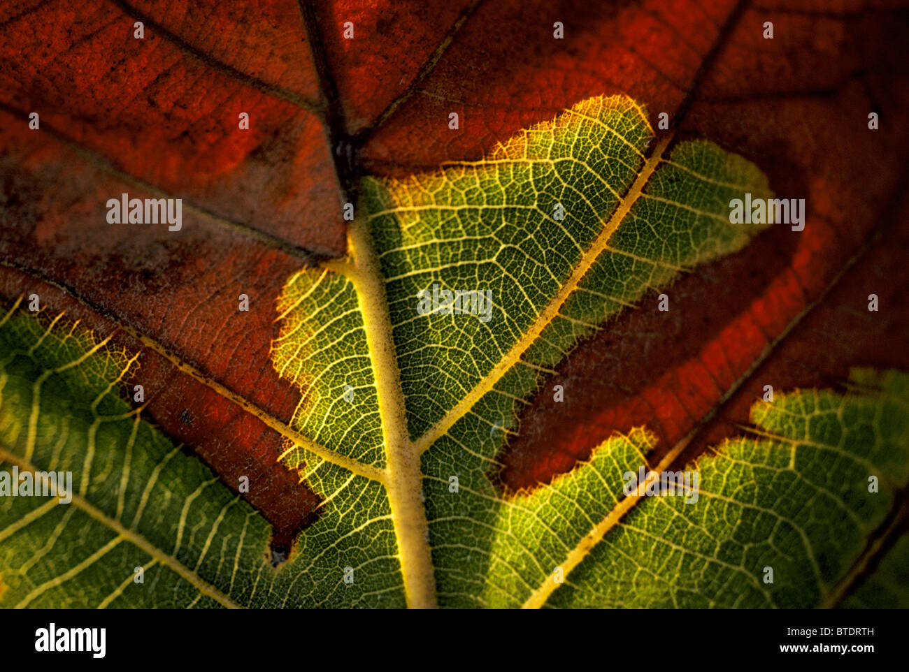 Leaf burnt by fire Stock Photo - Alamy