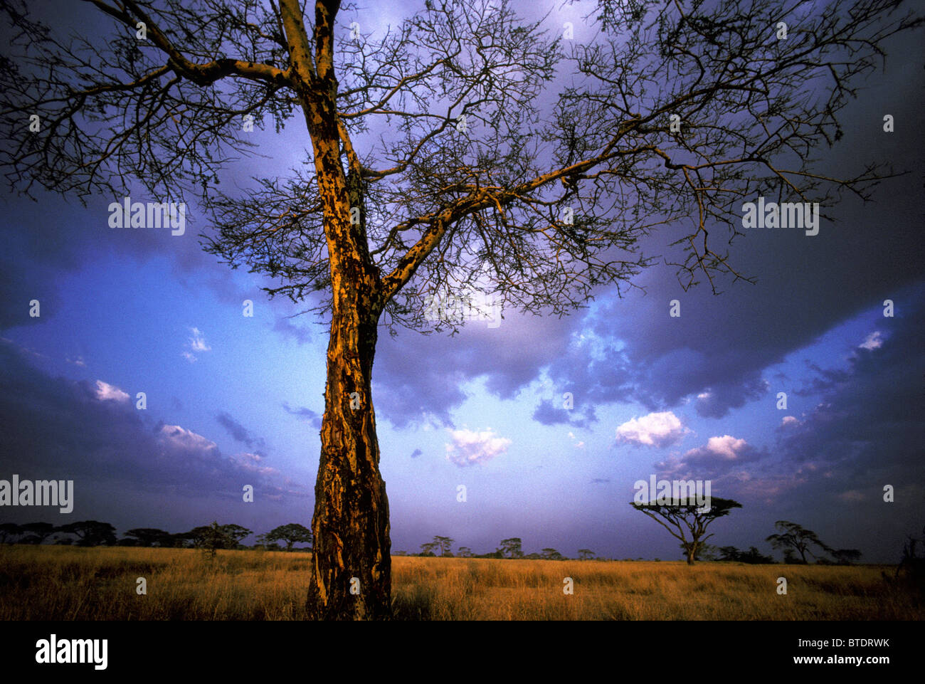 Fever tree and savannah (Acacia xanthophloea Stock Photo - Alamy
