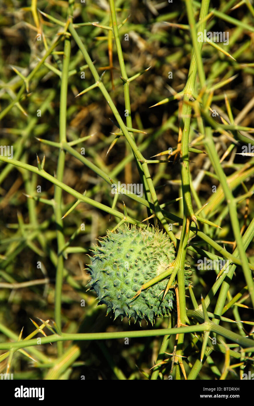 African Melon Stock Photos & African Melon Stock Images - Alamy
