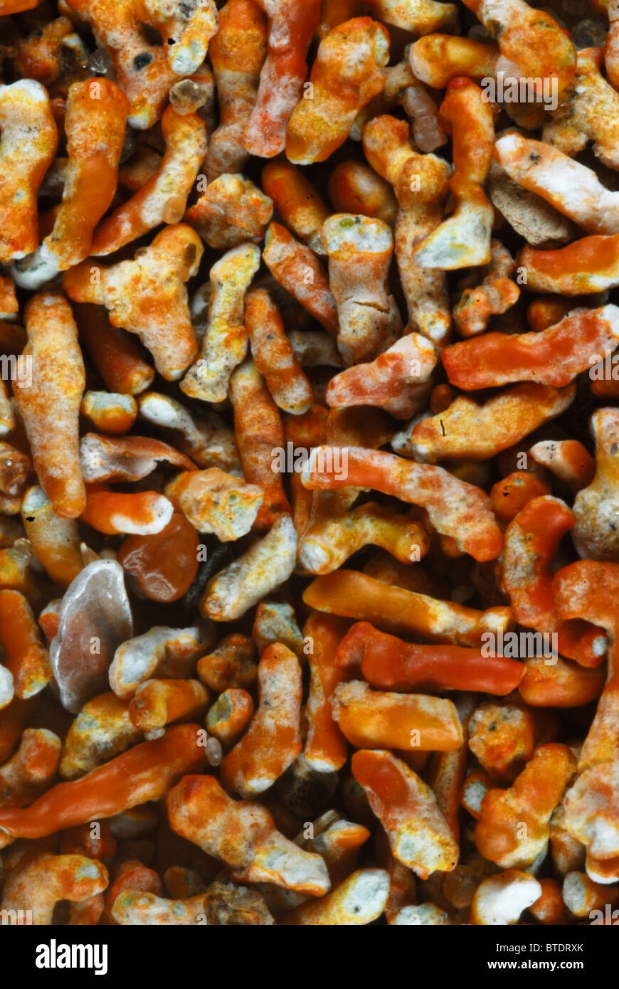 Detritus hi-res stock photography and images - Alamy