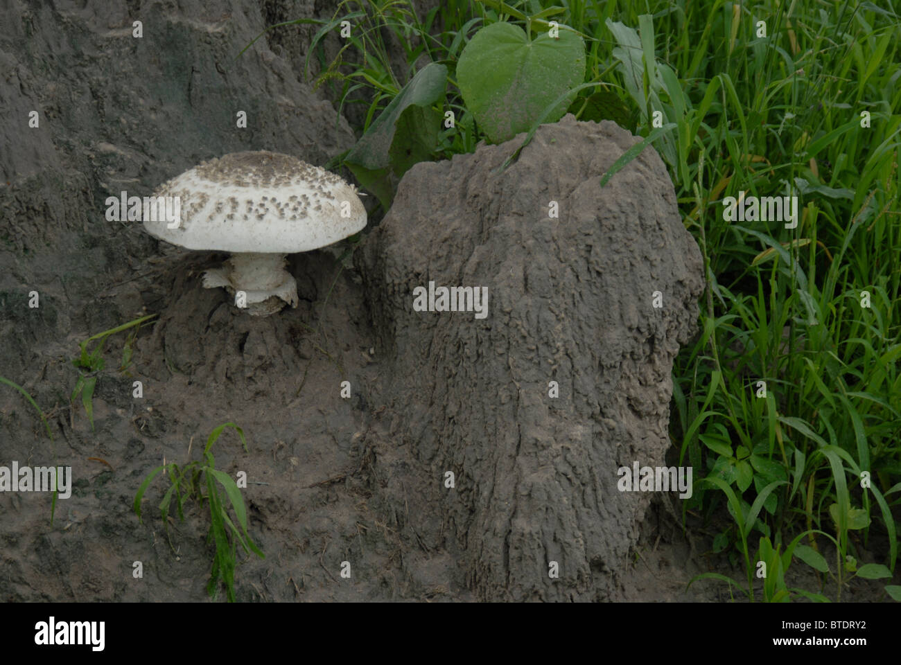 Termite mound with large mushroom, Termitomyces reticulatus Stock Photo ...