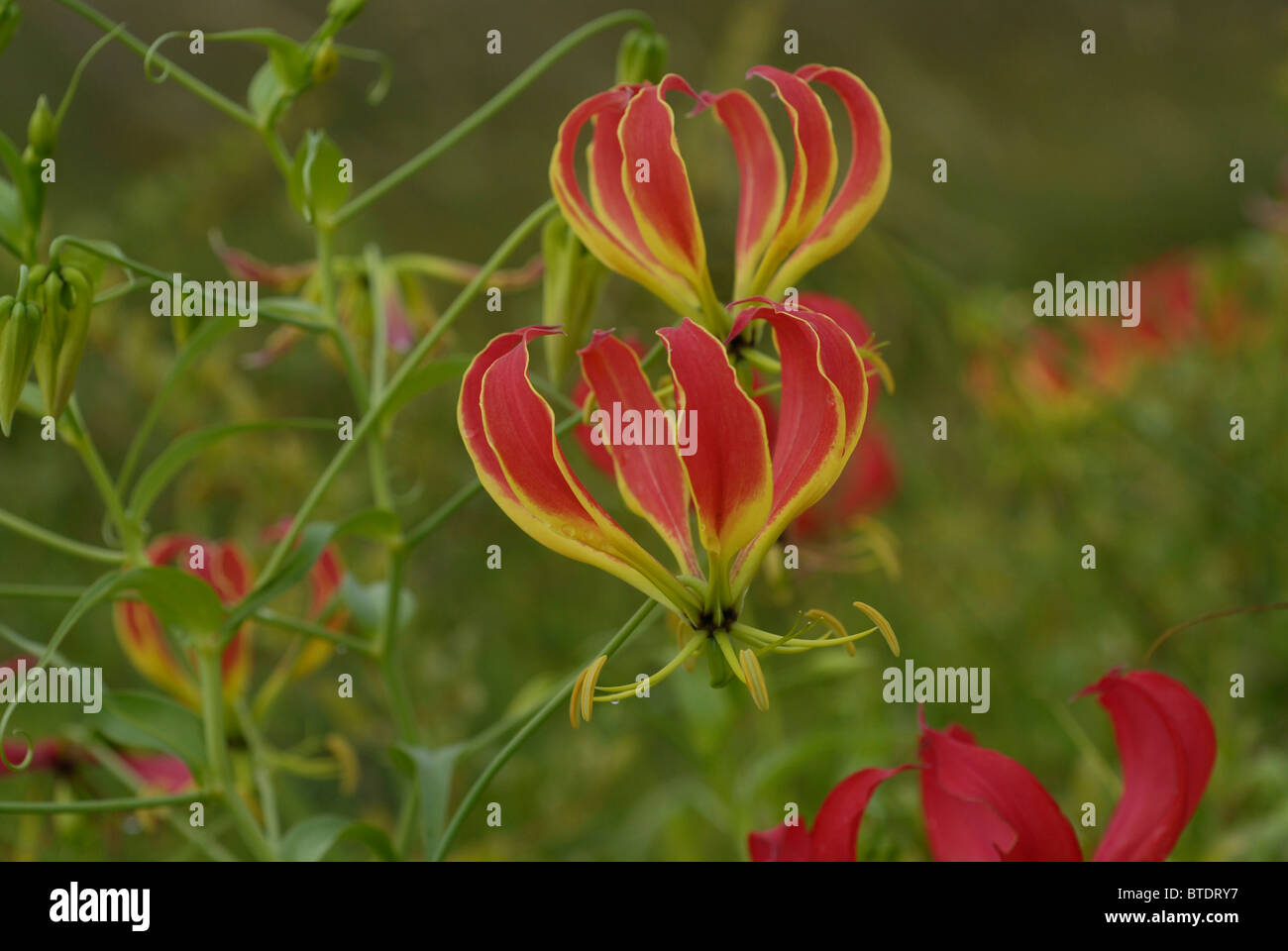 Flame lily gloriosa superba hi-res stock photography and images - Alamy
