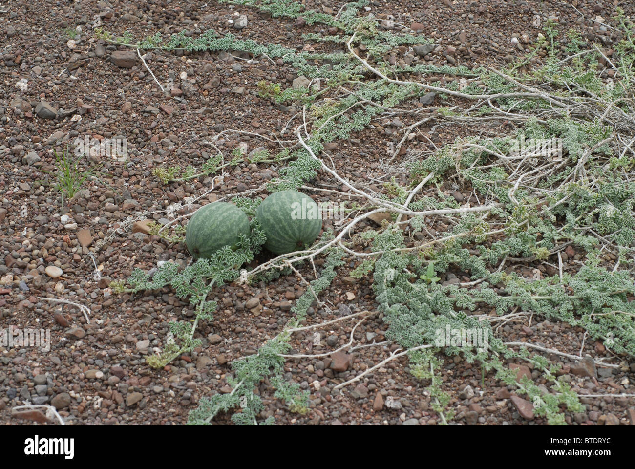 Melons arid hi-res stock photography and images - Alamy