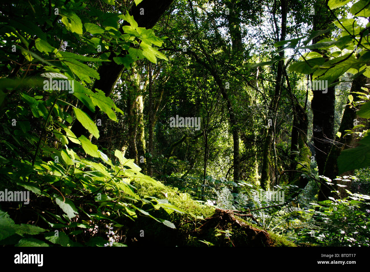 Interior forest hi-res stock photography and images - Alamy