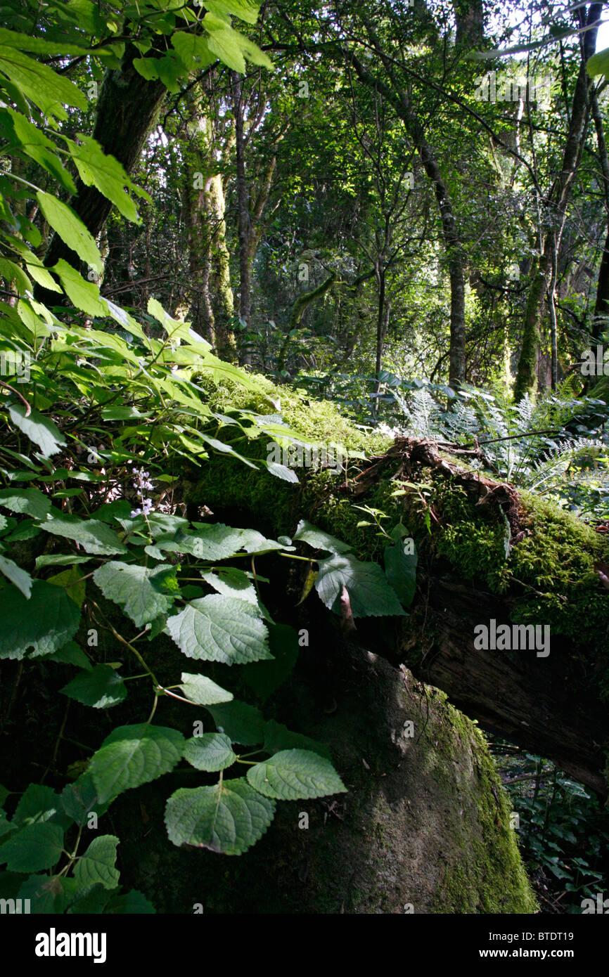 Magoebaskloof south africa hi-res stock photography and images - Alamy