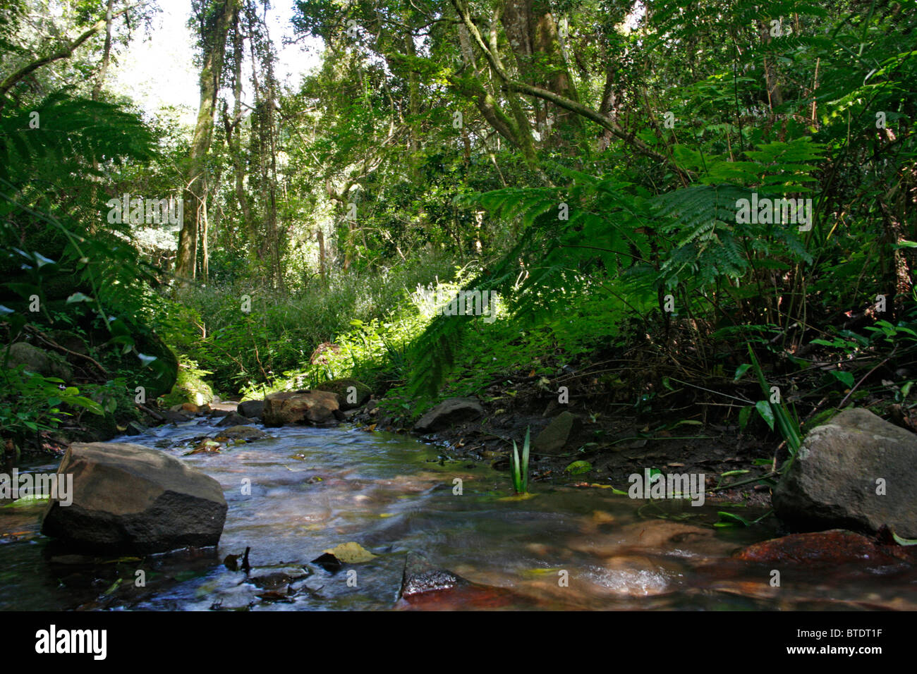 Forest stream hi-res stock photography and images - Alamy