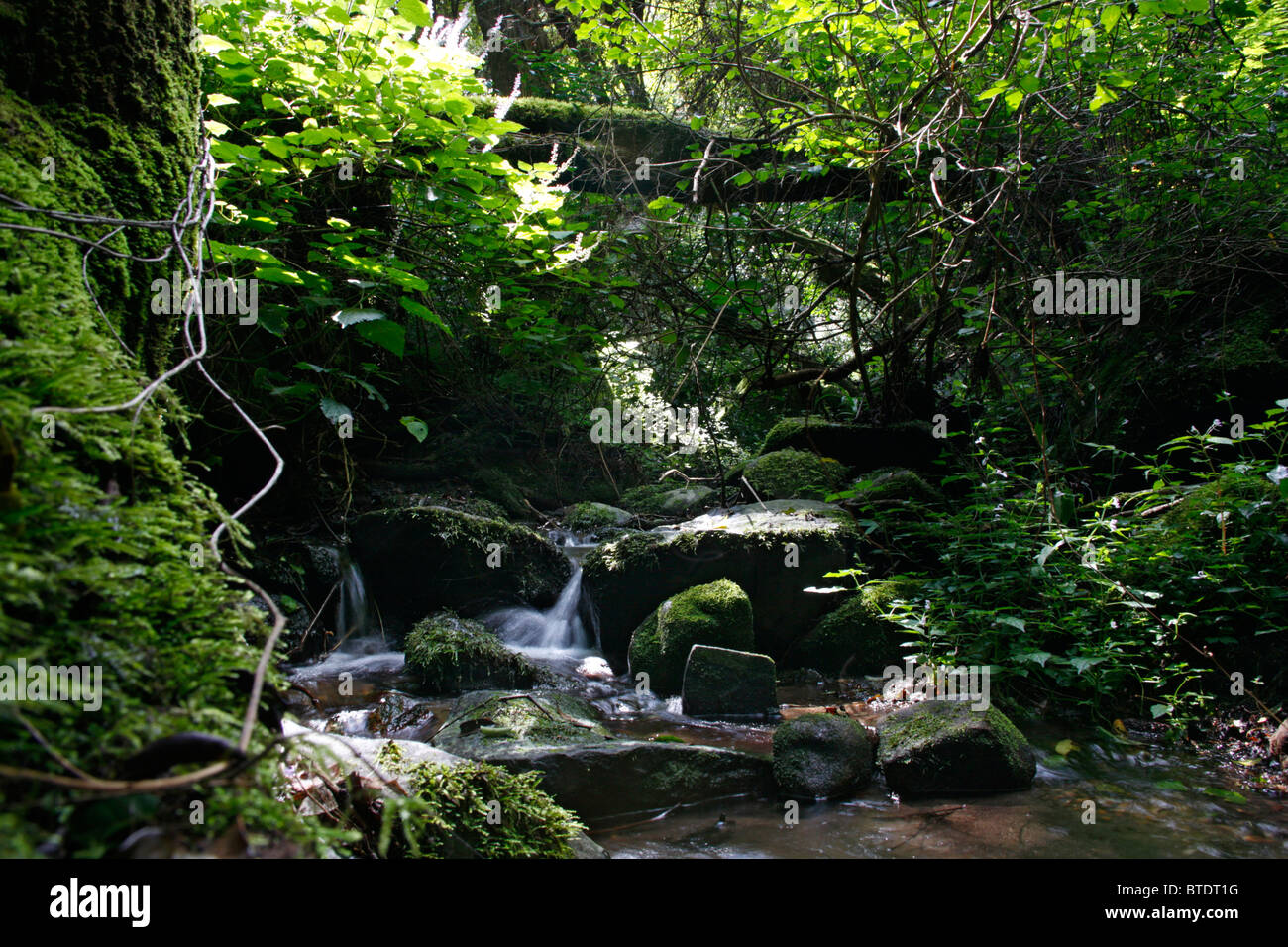 Forest stream hi-res stock photography and images - Alamy