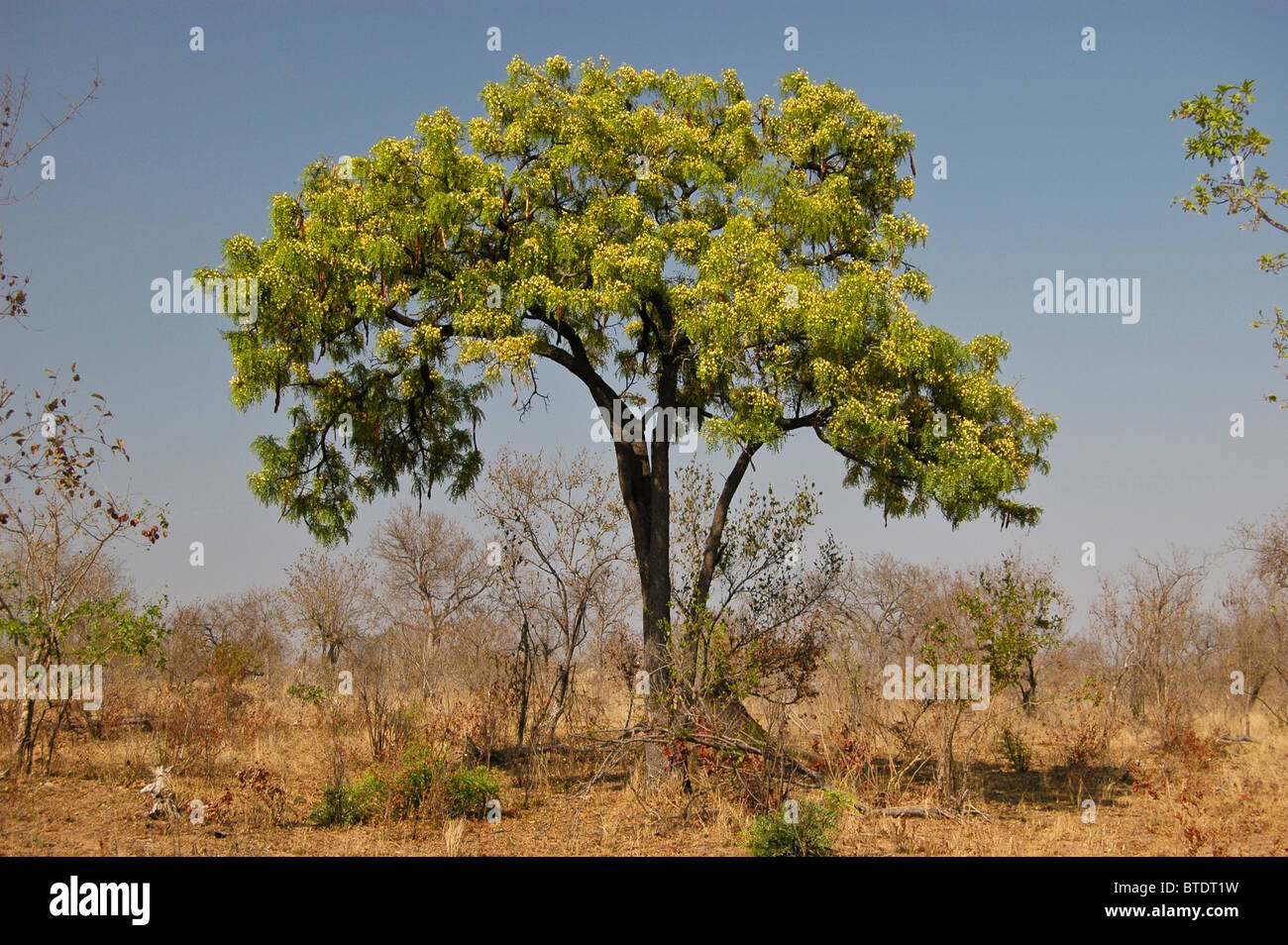 Cassia abreviata hi-res stock photography and images - Alamy