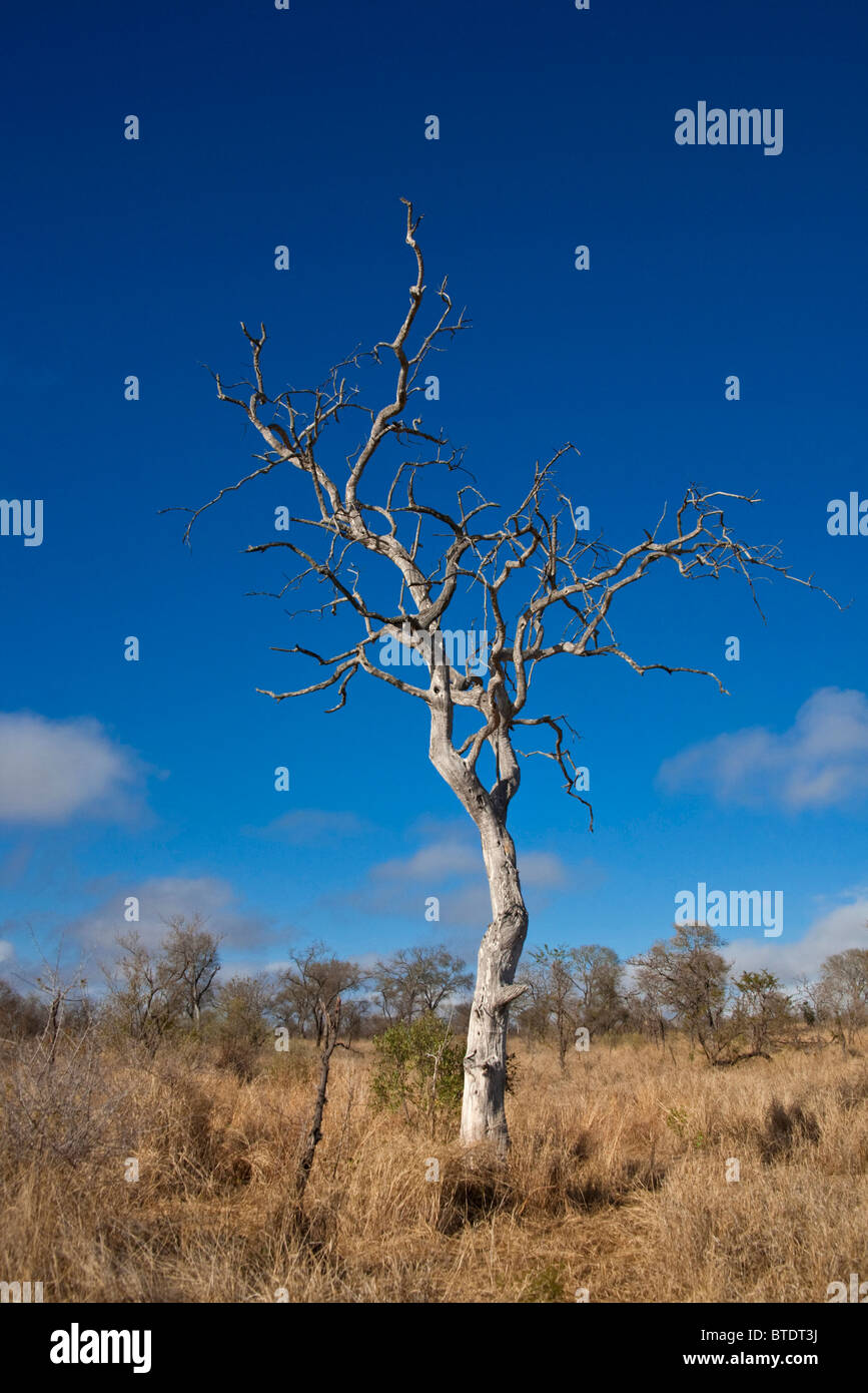 Savanna landscape with a dead leadwood tree Stock Photo - Alamy