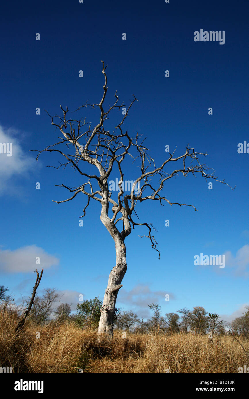 Savanna landscape with a dead leadwood tree Stock Photo - Alamy