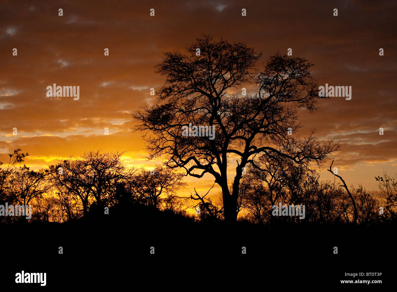 Moody bushveld sunrise with Acacia tree silhouette Stock Photo - Alamy