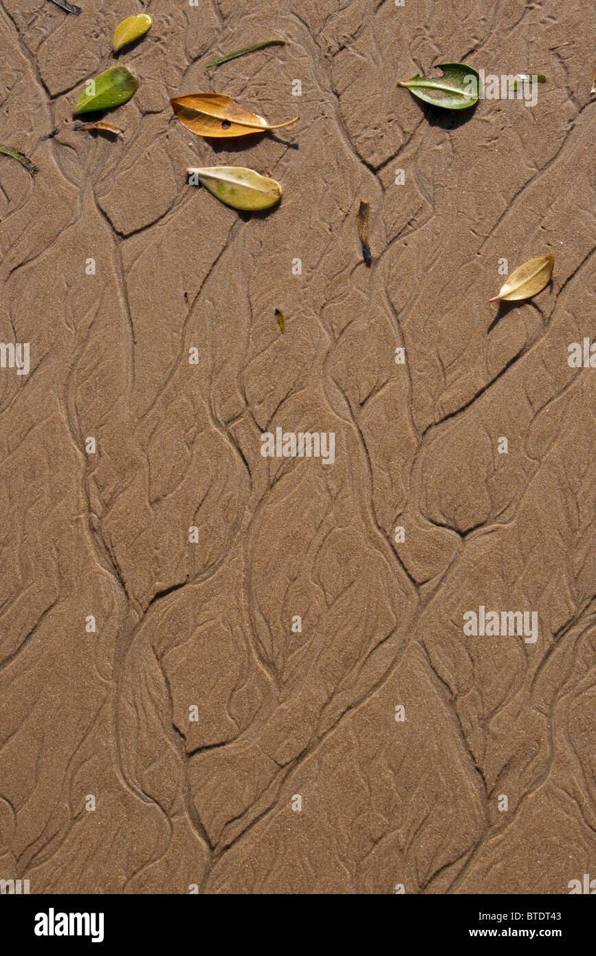 Patterns in beach sand with scattered leaves Stock Photo - Alamy
