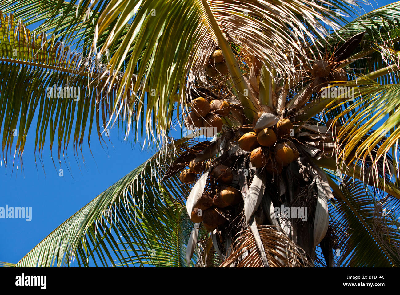Coconuts on a palm tree Stock Photo - Alamy